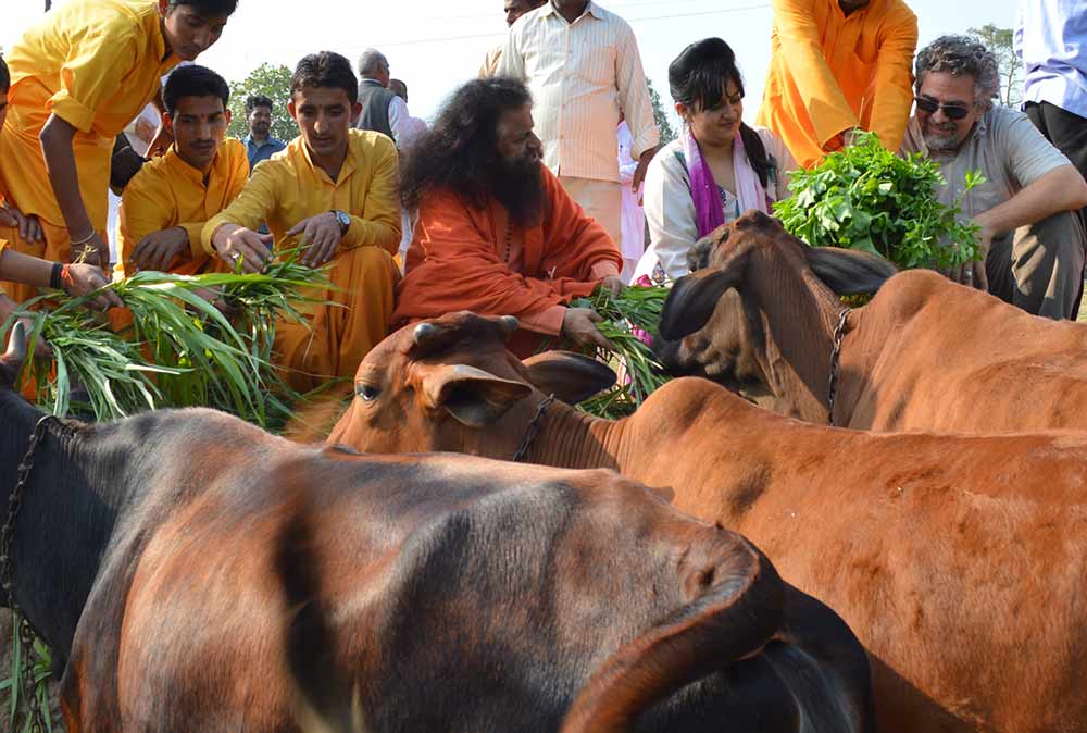 Animal Seva – Divine Shakti Foundation